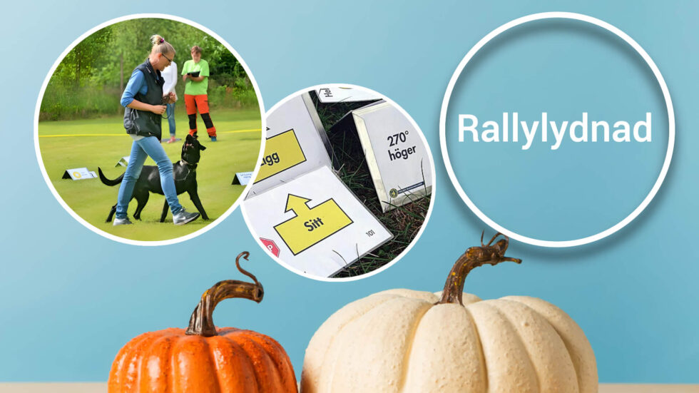 Rallylydnad – vill du förbättra din | Hundens Hus Stockholm
